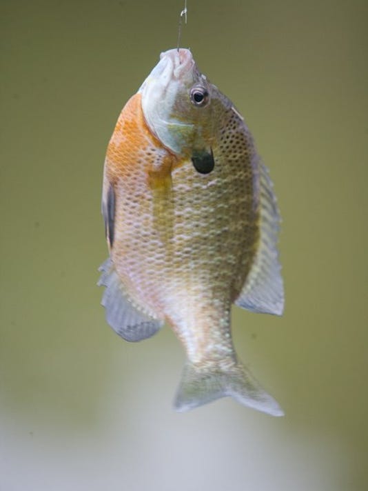 Pond fishing in Missouri can be an excellent adventure
