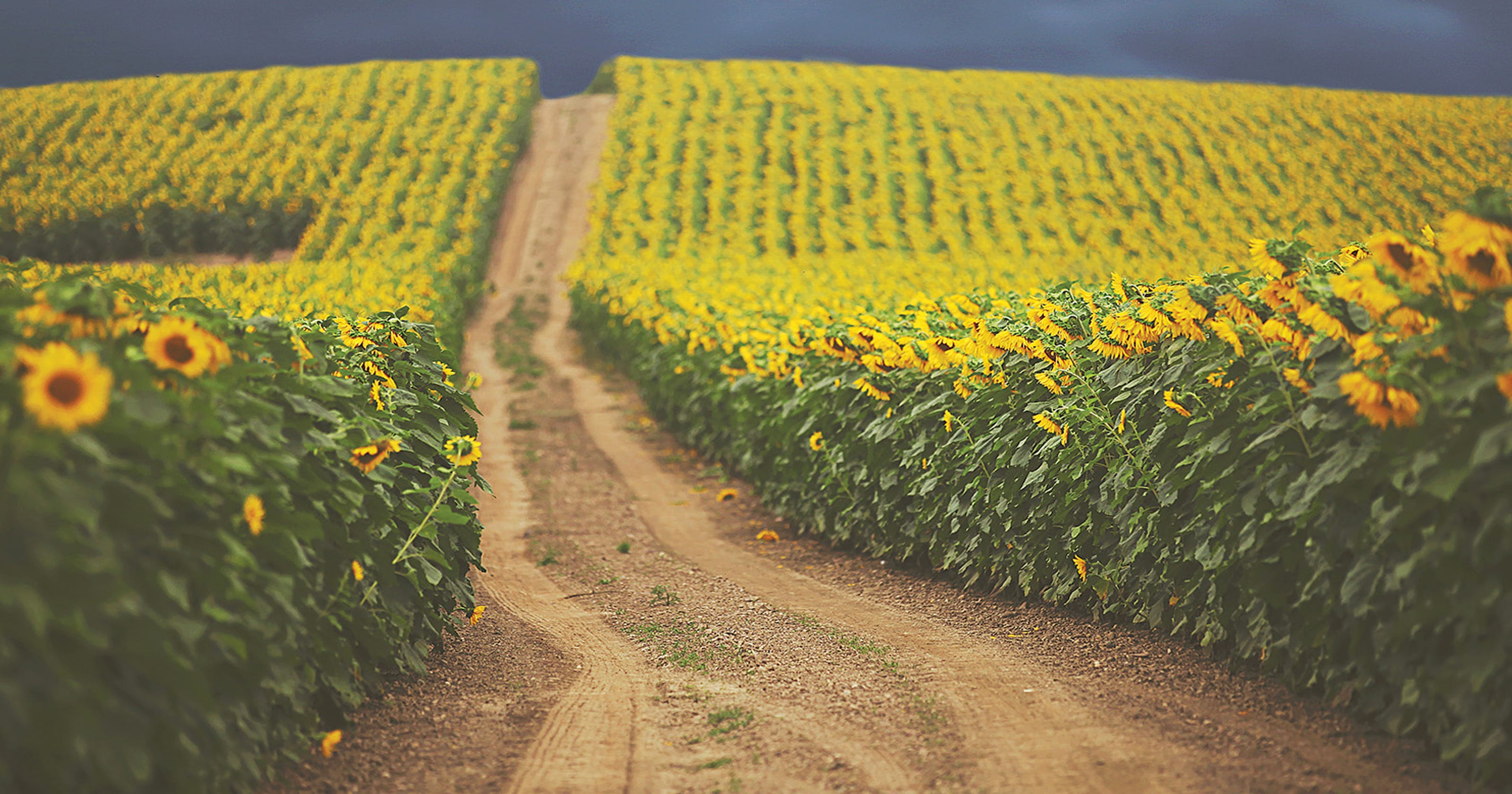 Stunning Pittsford sunflower field off Clover Street a washout this year