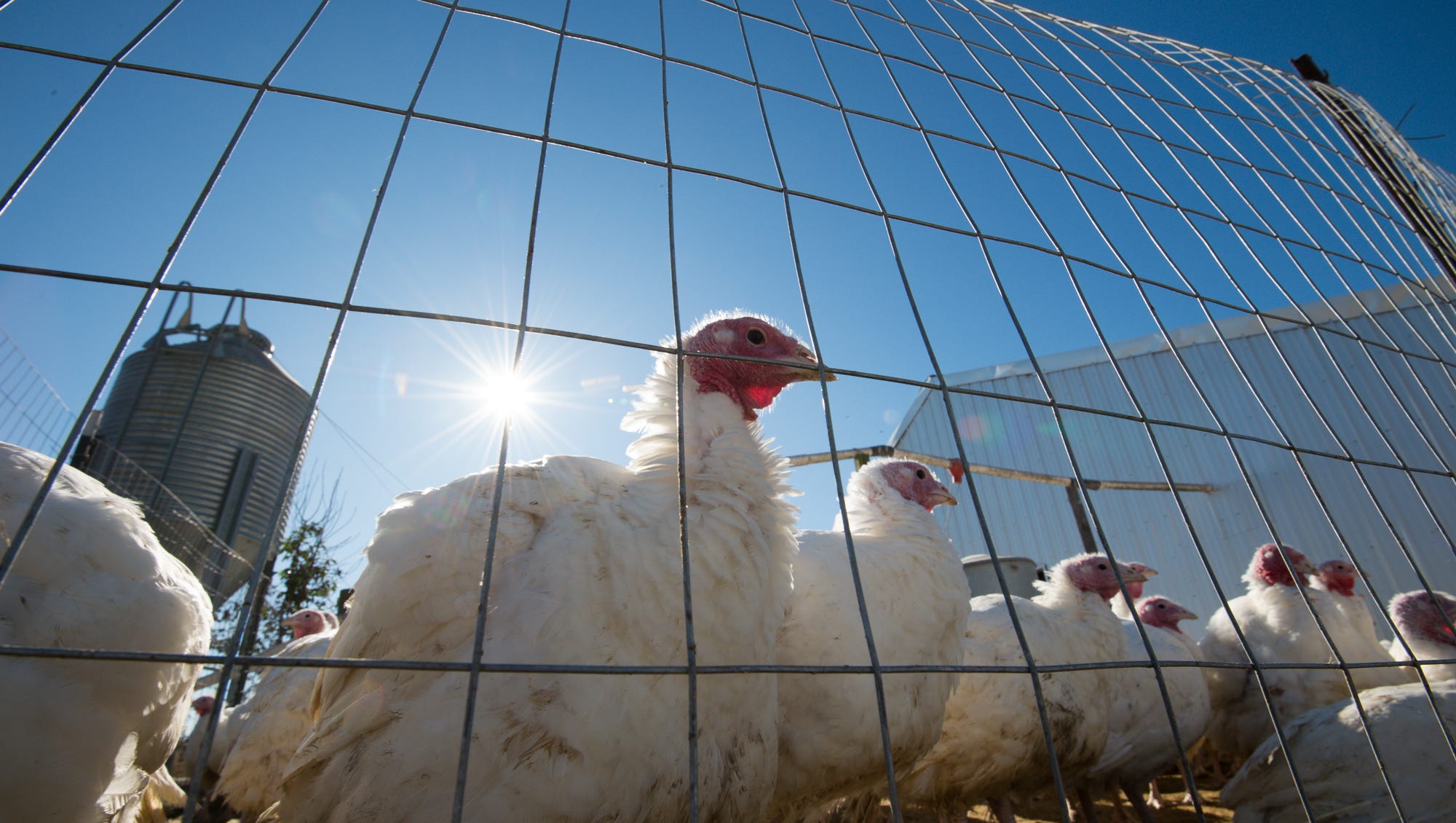 A Delaware Thanksgiving: Where to buy fresh, not frozen, turkey