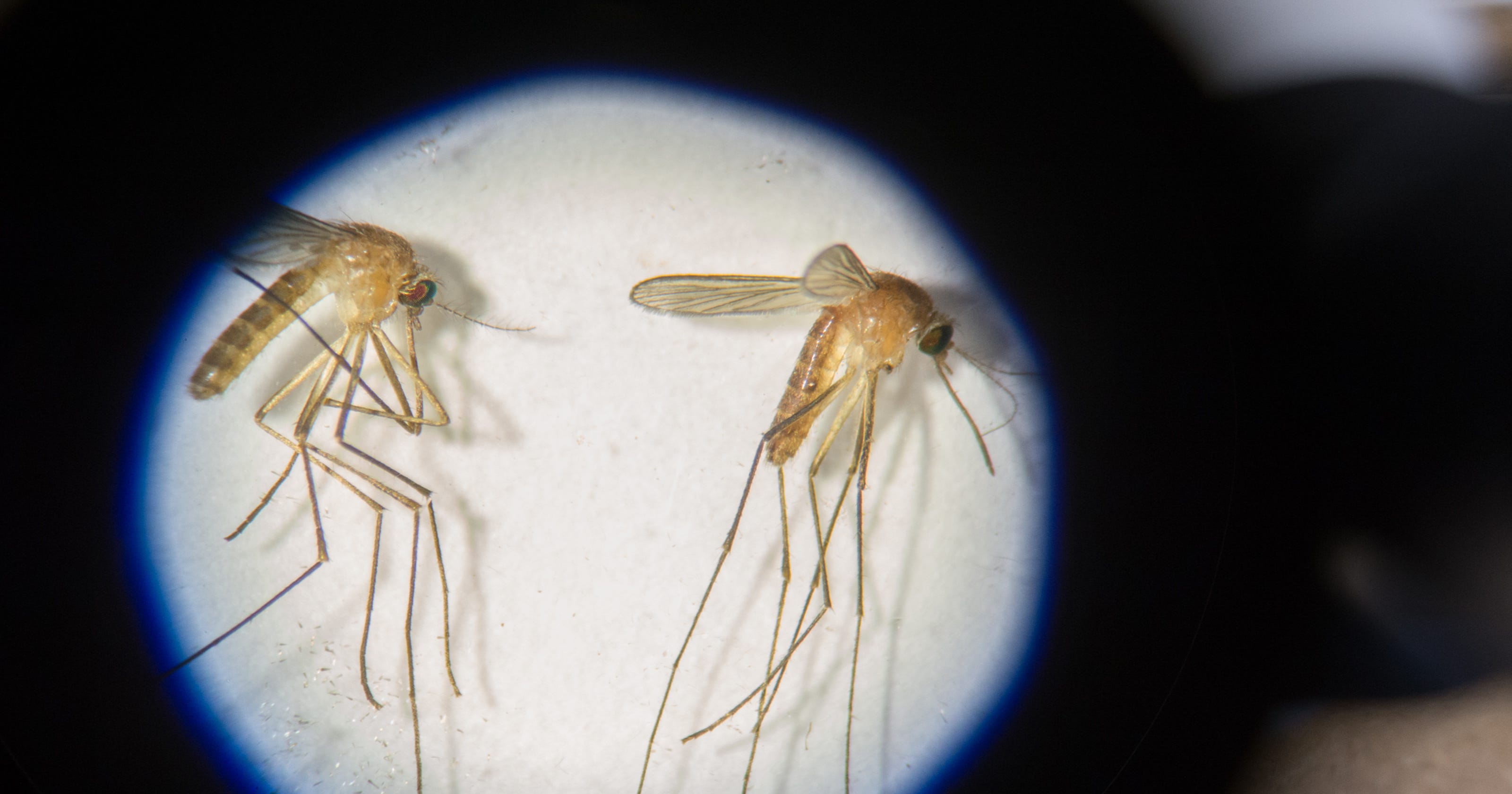 Potentially fatal mosquito-borne disease Triple E found in Delaware