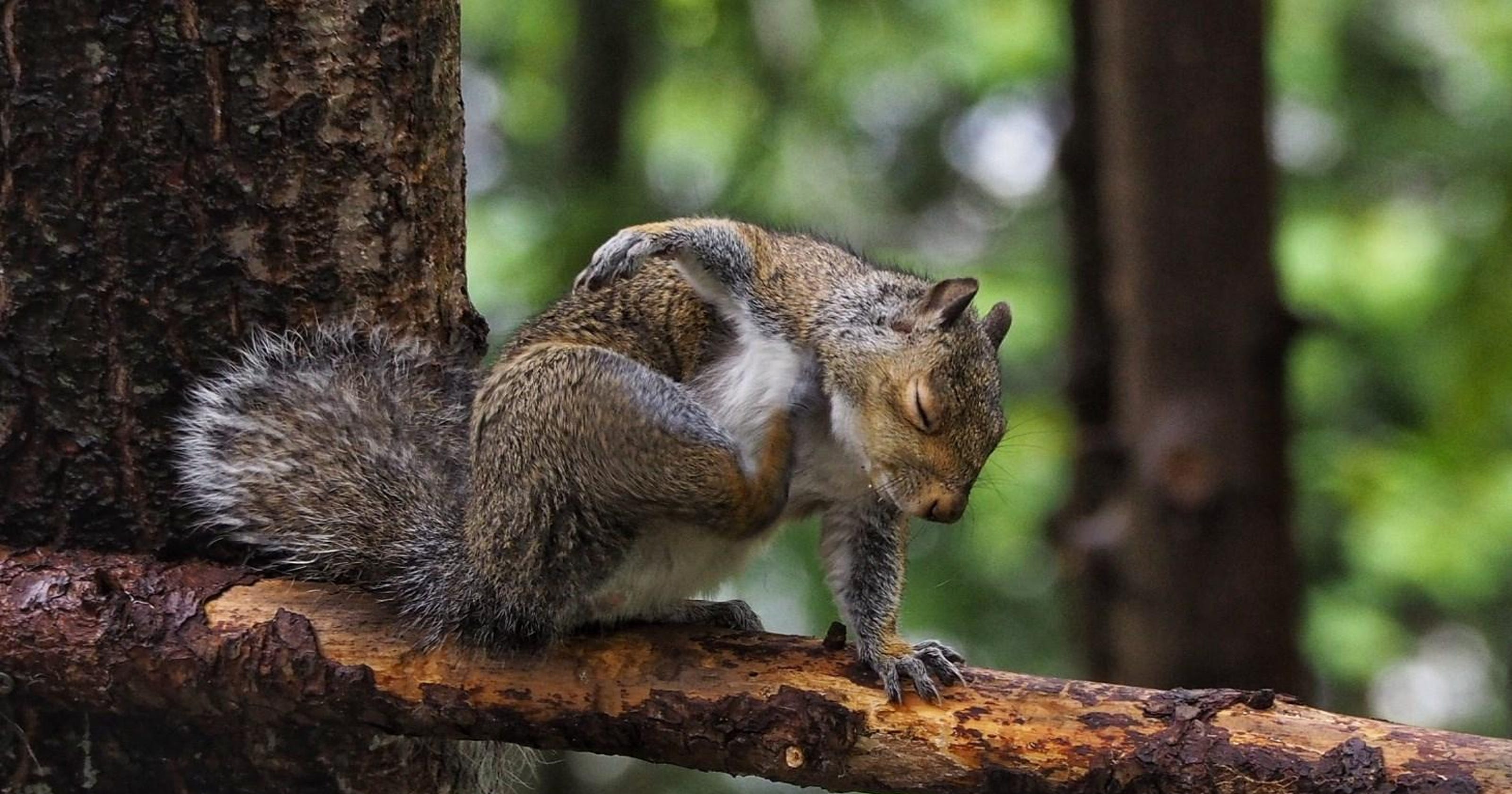 Shots of squirrel, piglets, frog, duck dazzle