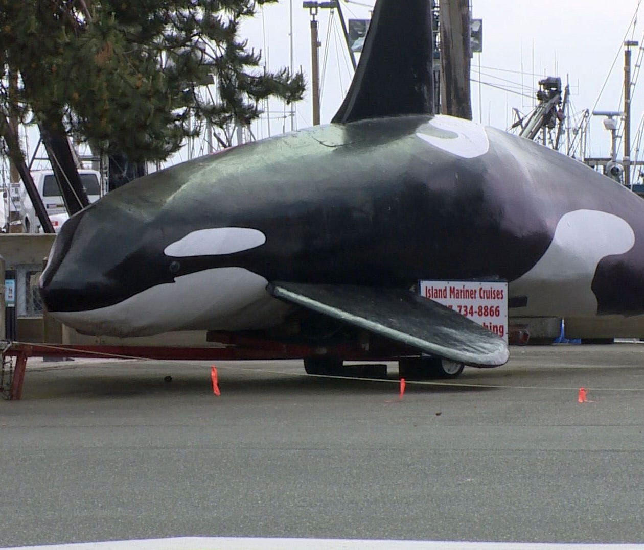 Fake orca hopes to scare sea lions in Oregon | ksdk.com