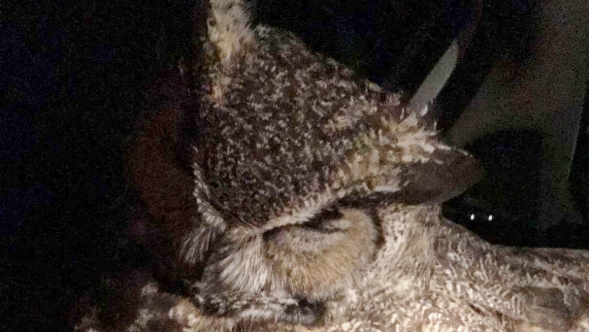 What to do if you find an injured wild animal