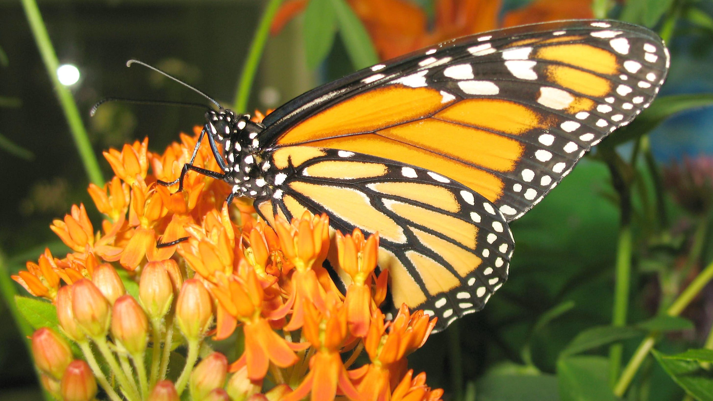 Our state butterfly, the monarch, is at risk