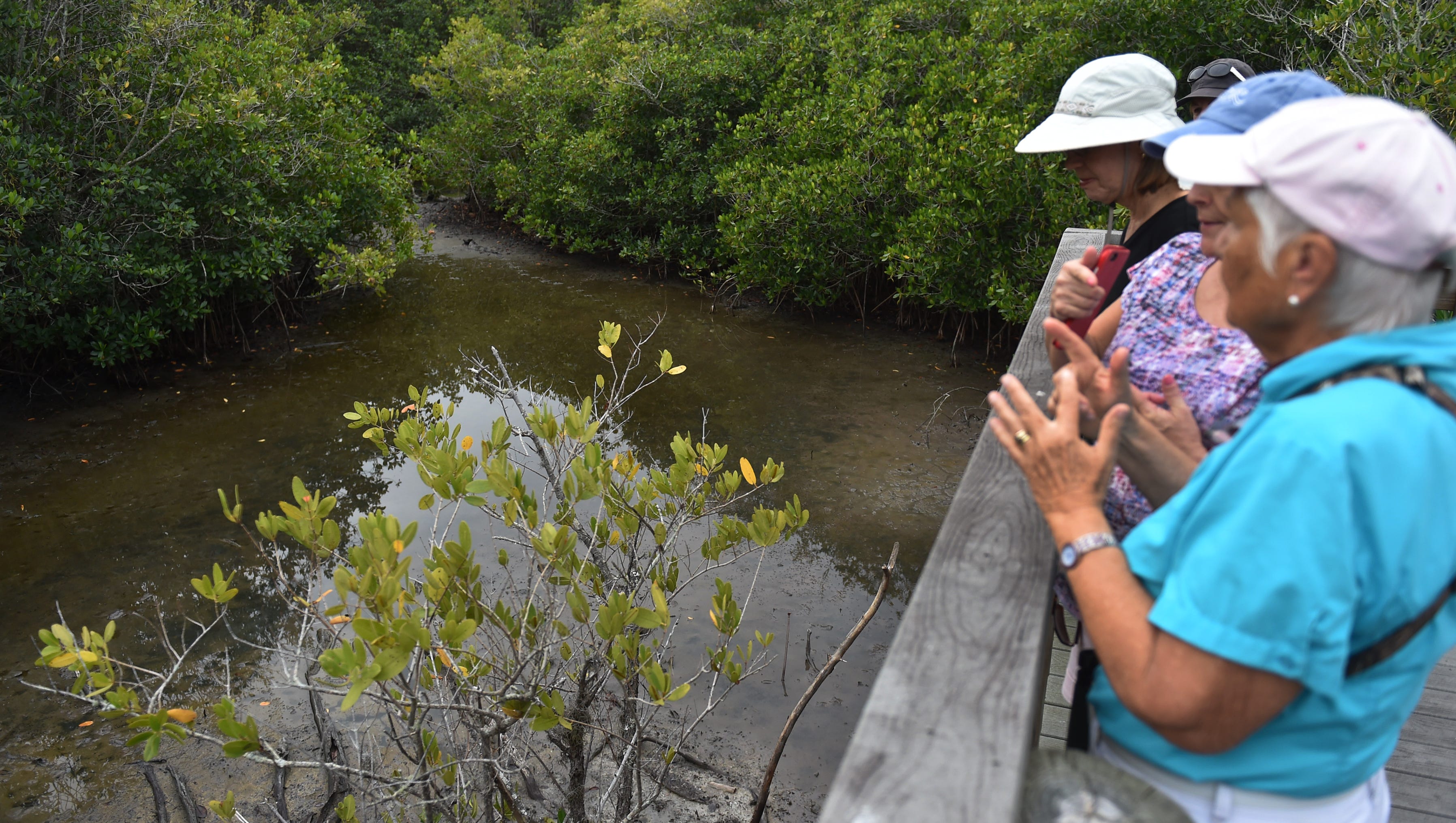 Ensure feds continue to protect Florida's wetlands | Opinion
