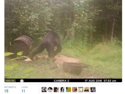 Bigfoot in Michigan? Bear photo spurs debate Bigfoot in Michigan? Bear photo spurs debate