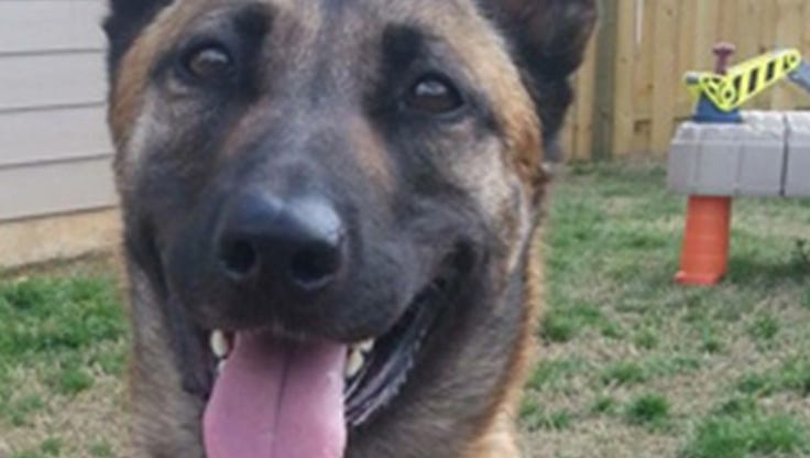 25 most heroic dogs in America