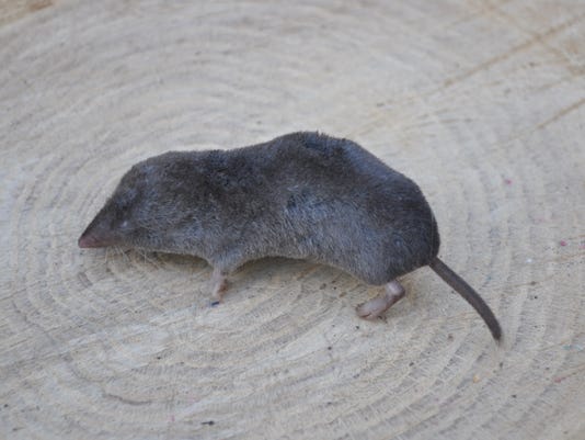 Mouse, mole, or Northern Short Tailed shrew?