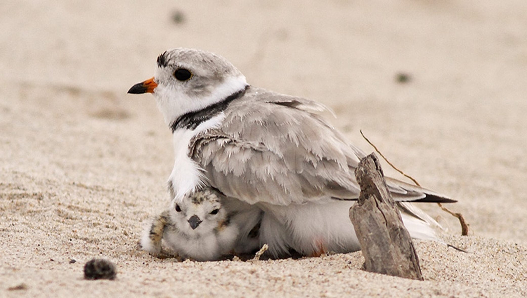 Record Great Lakes levels mean trouble for endangered piping plovers