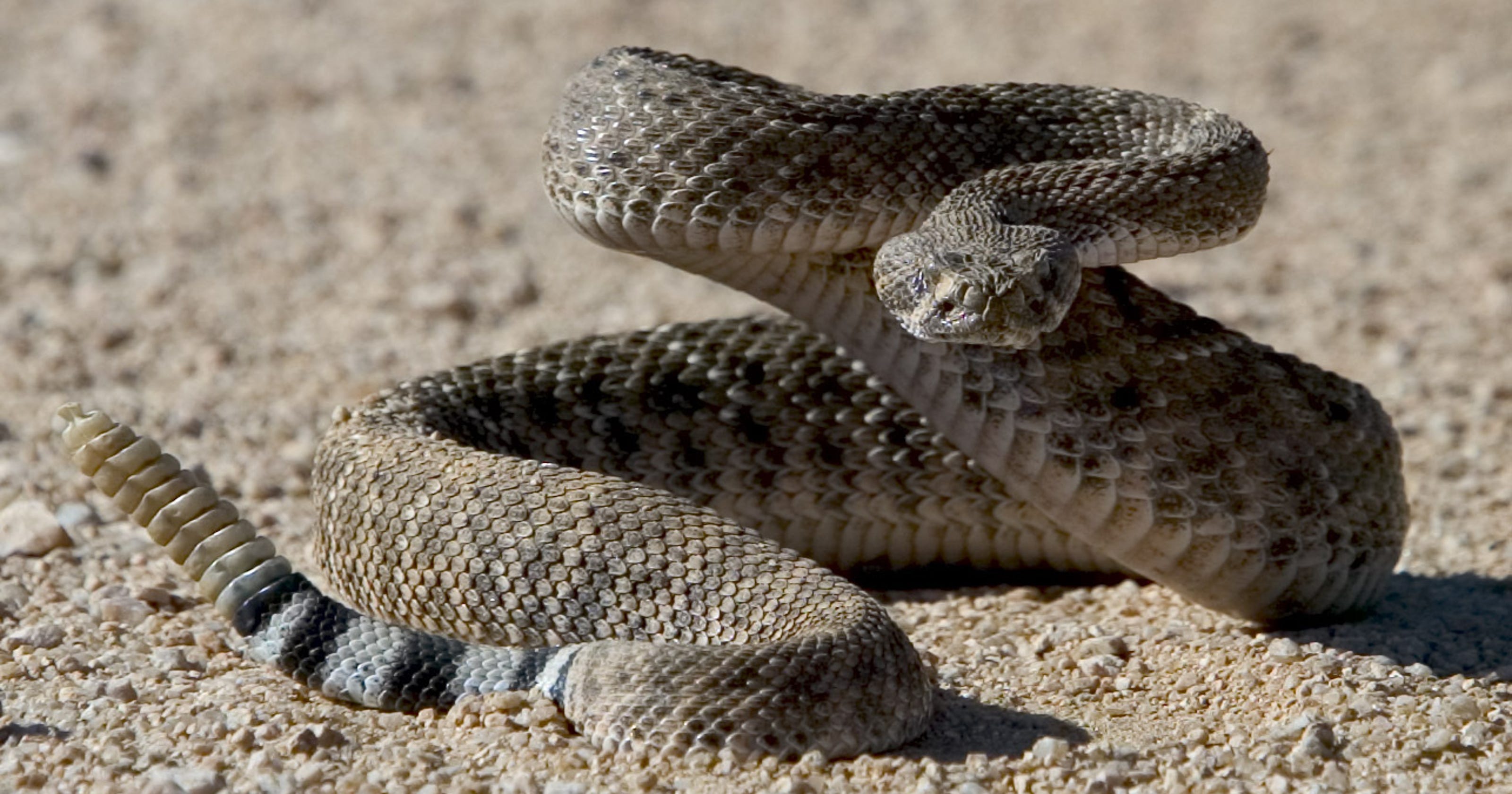 How to stay safe as Phoenix area slithers into snakebite season