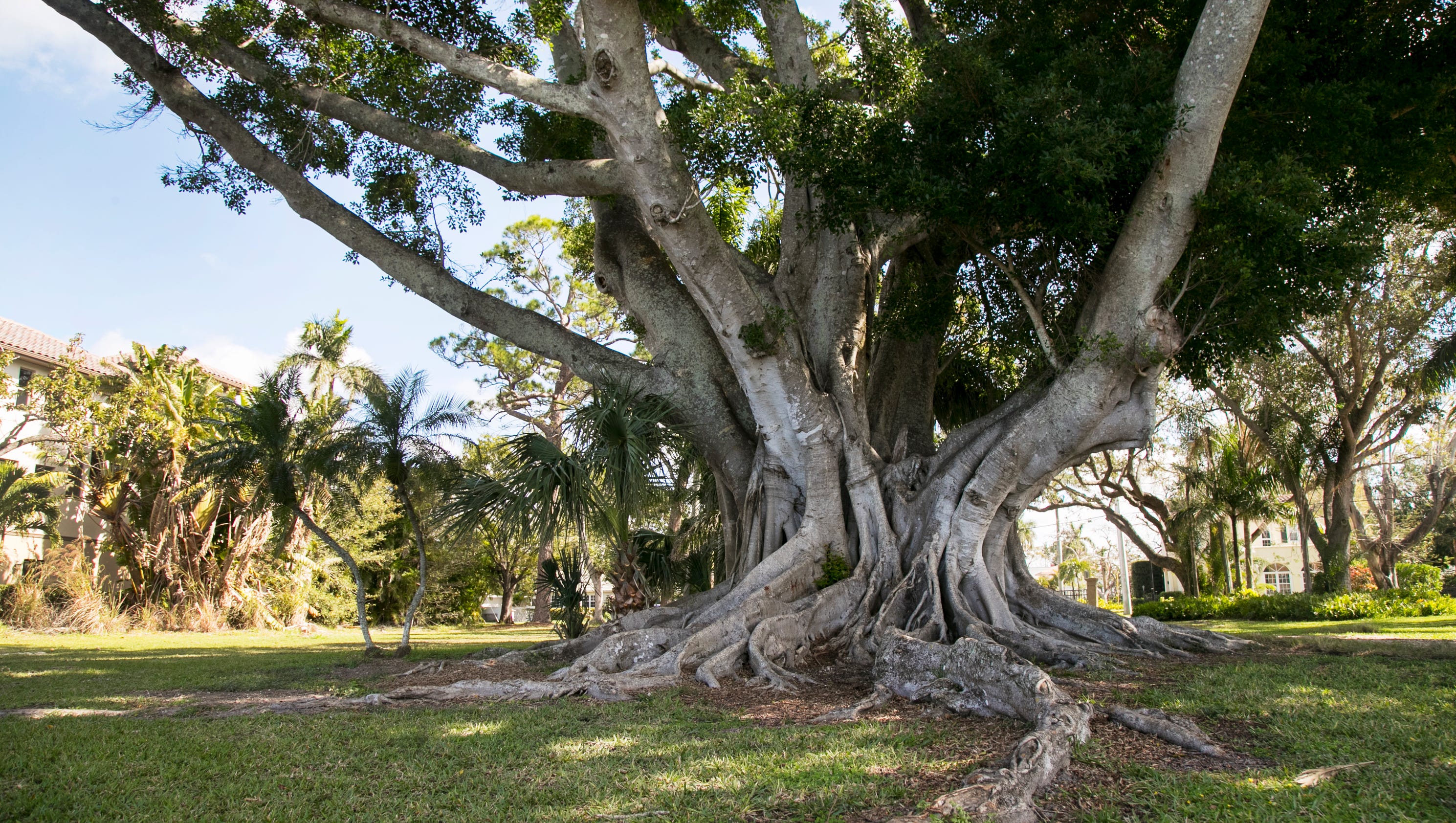Ficus tree in Fort Myers' Snell Park gets a pre-surgery exam