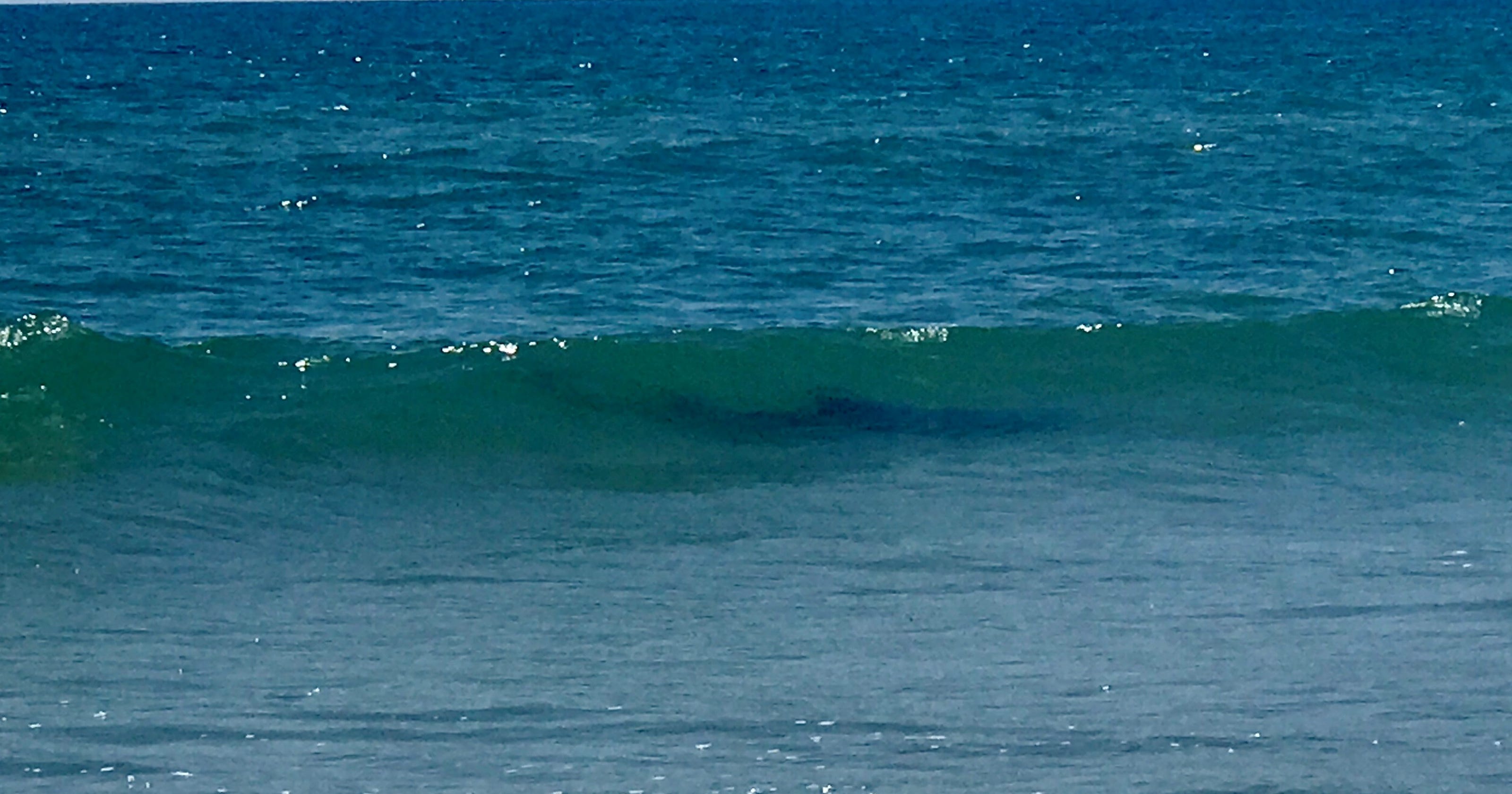 Beachgoer spots shark 10-20 feet from shore
