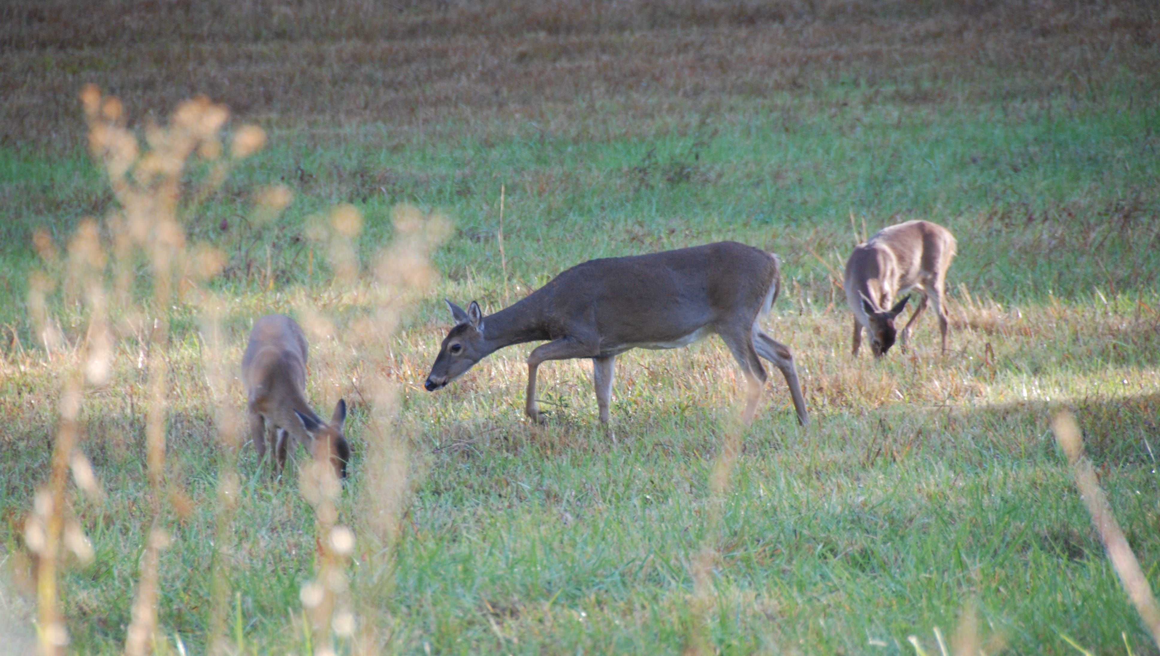 How to know a doe before pulling trigger