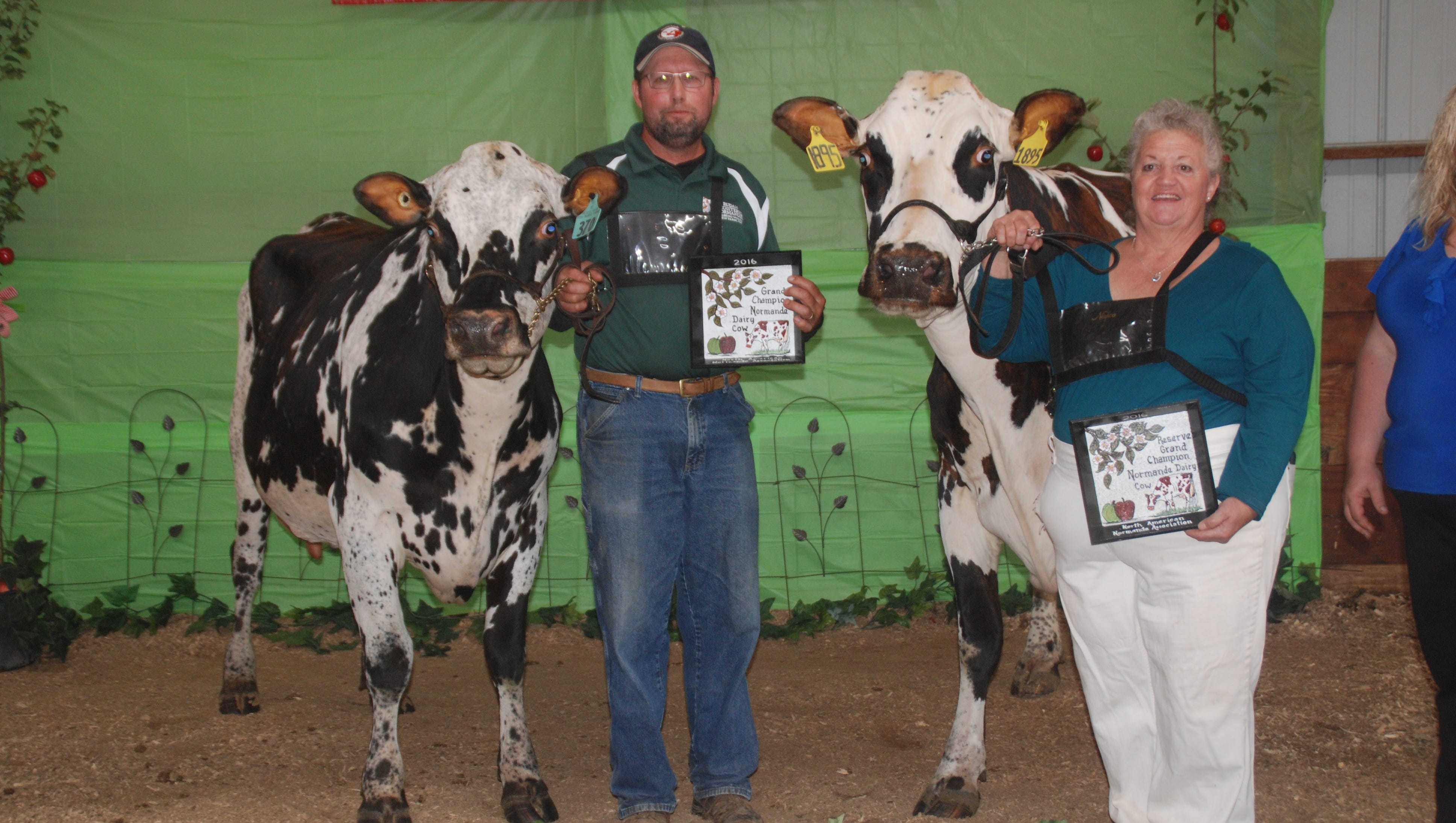 Normande cattle shine at national show