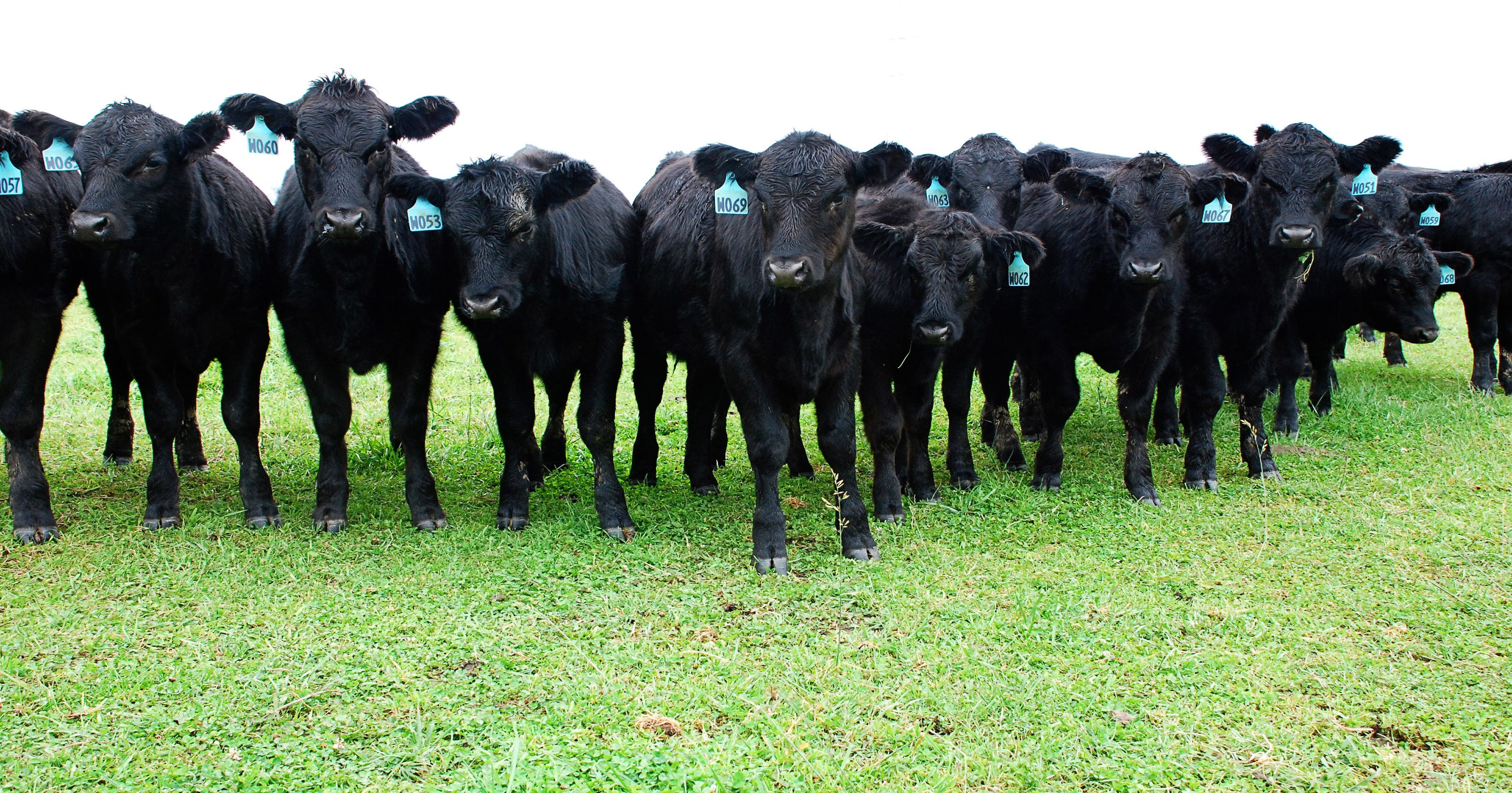 Anthrax found on Indiana cattle farm