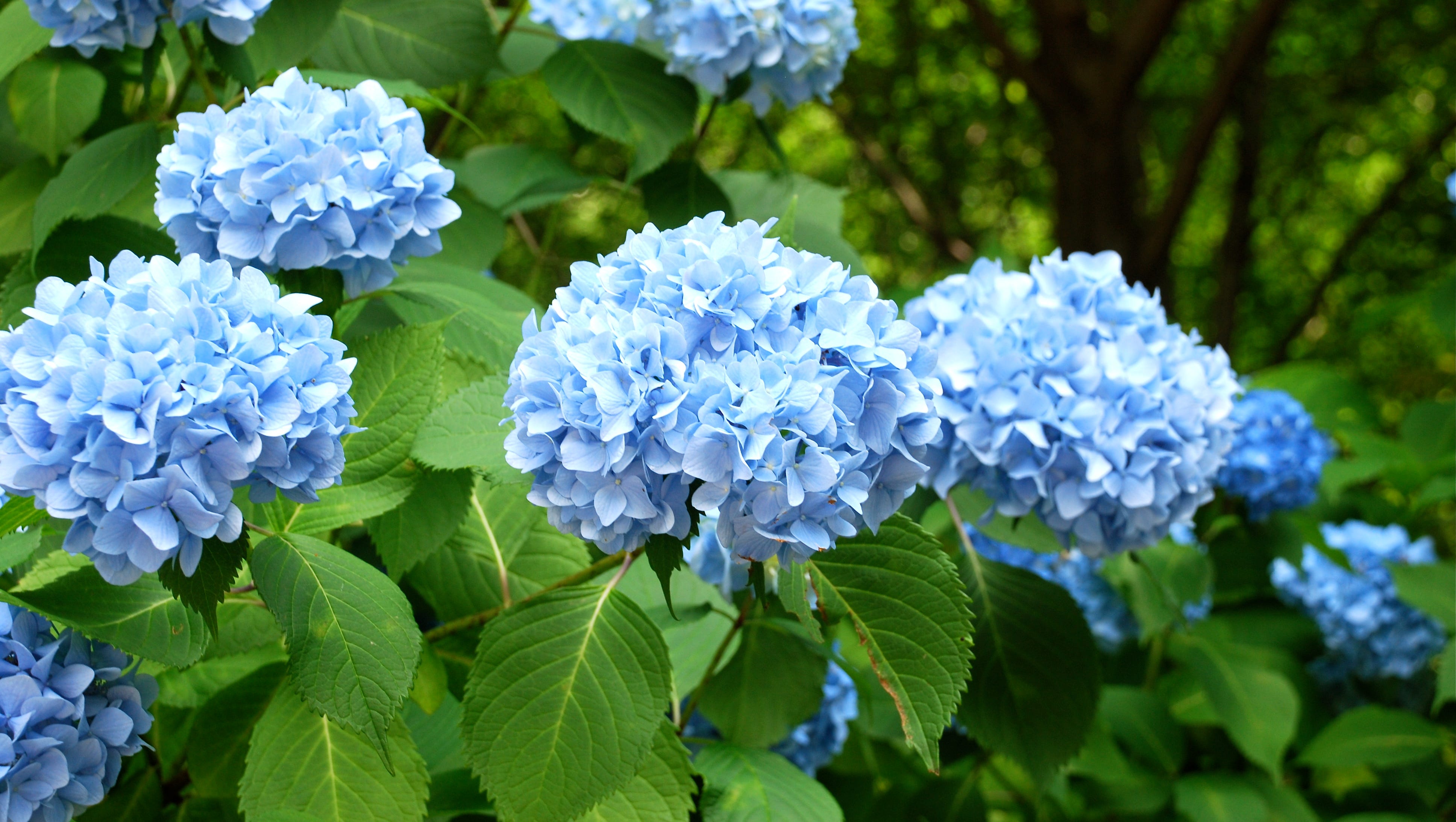 With some care hydrangeas can be the most beautiful flower in your garden