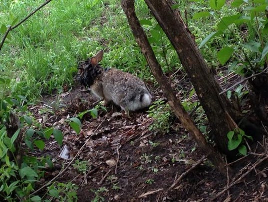 'Horned' rabbits spark health concerns
