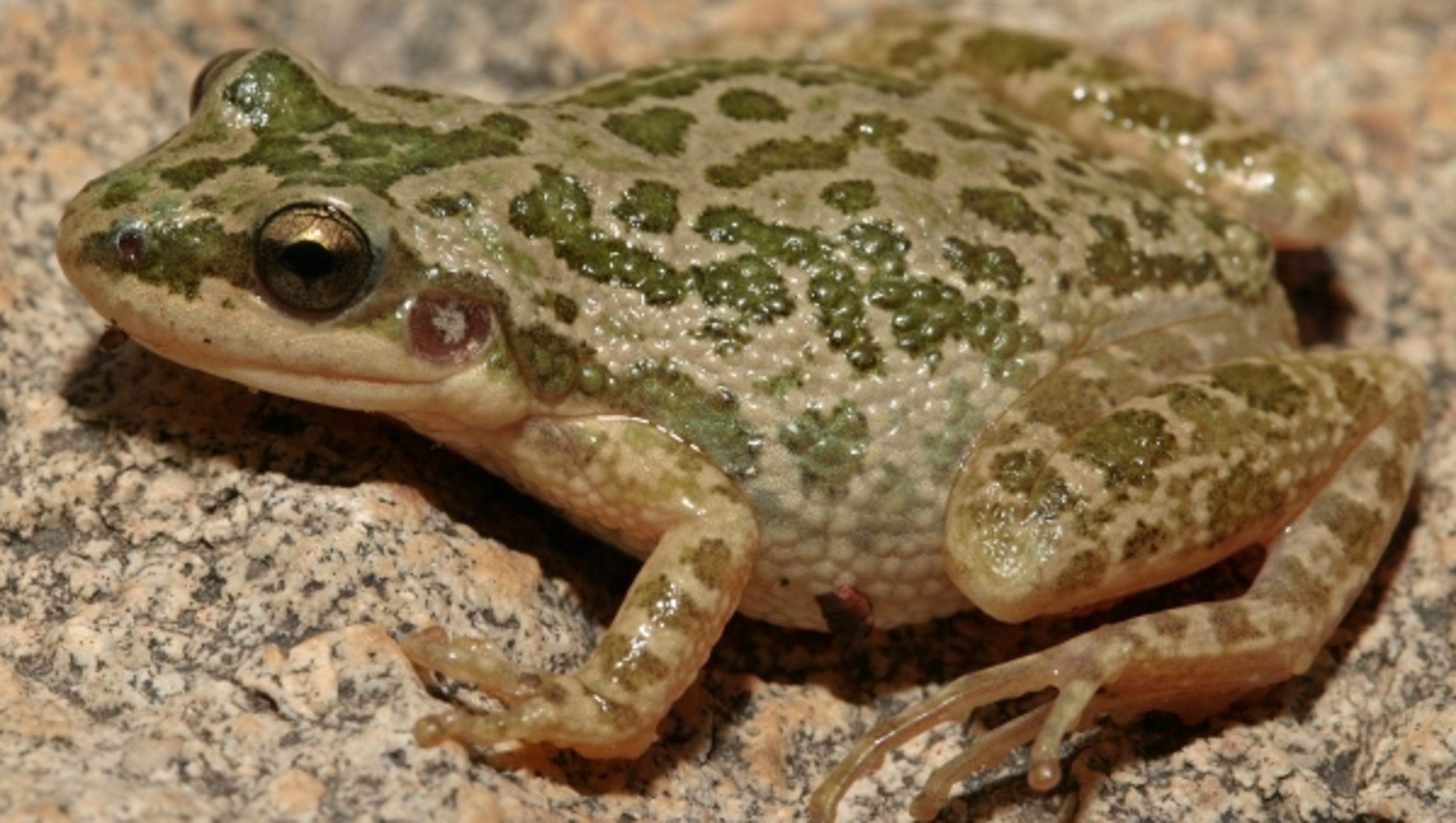 WILD ABOUT TEXAS: The Spotted Chorus Frog