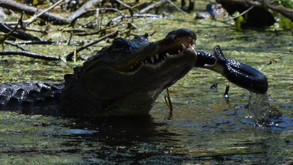 Alligator defends nest against snake at Bird Rookery Swamp in Naples