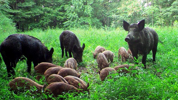 Pa hunting seasons: A hunter's guide to feral swine