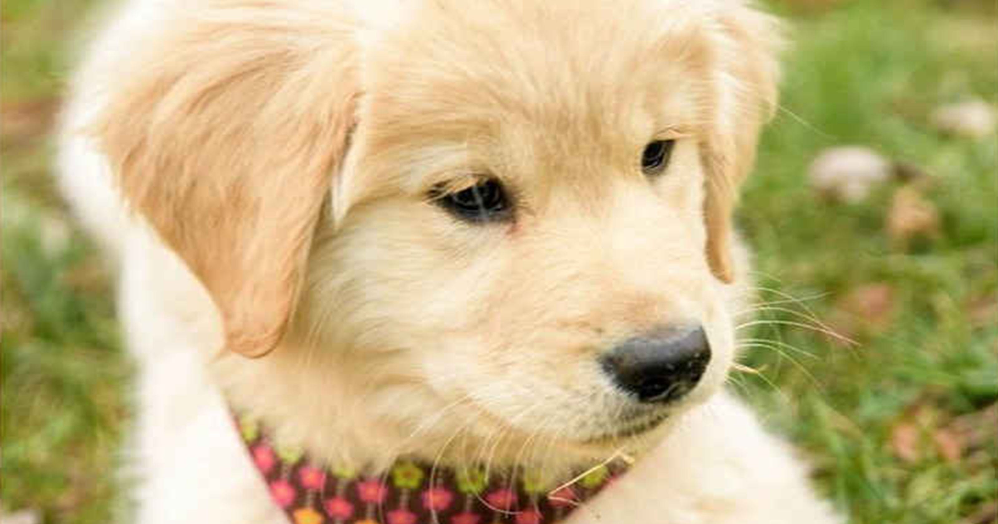 Hospital 'hires' full-time comfort dog