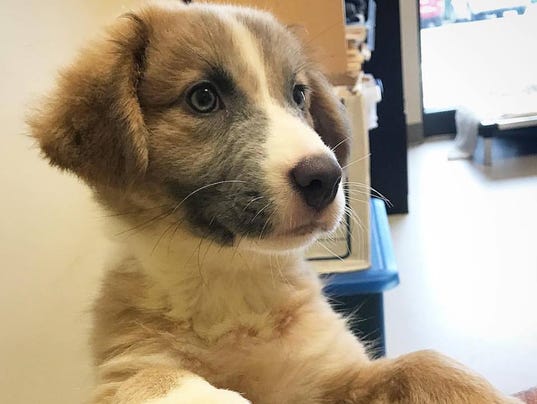 This adorable Great Pyrenees/Australian Shepherd mix in Nashville needs ...