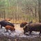 Shoot wild boars, feral hogs on sight? Game officials propose hunting ...