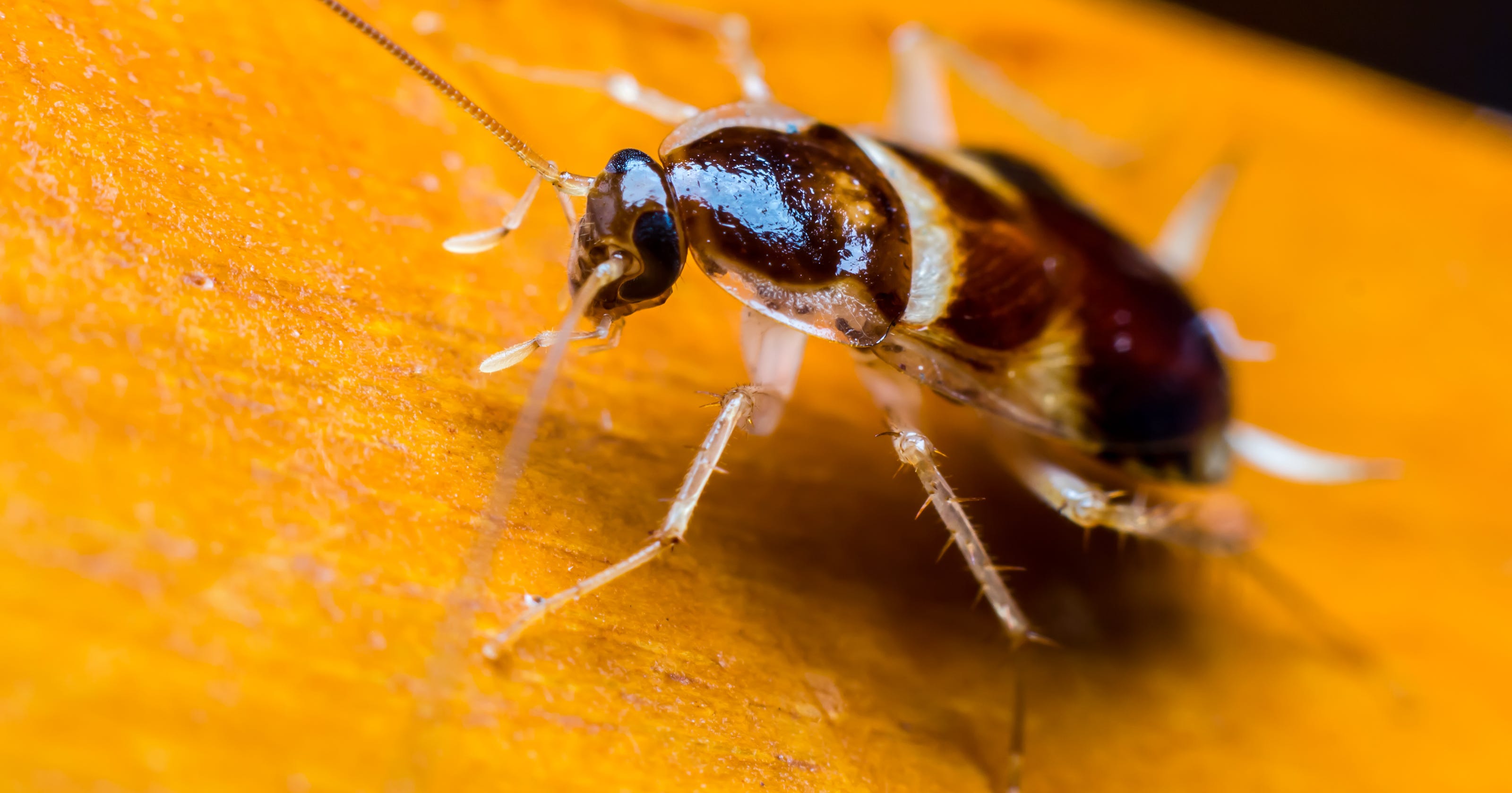 Cockroaches, dirty equipment cited by restaurant health inspectors