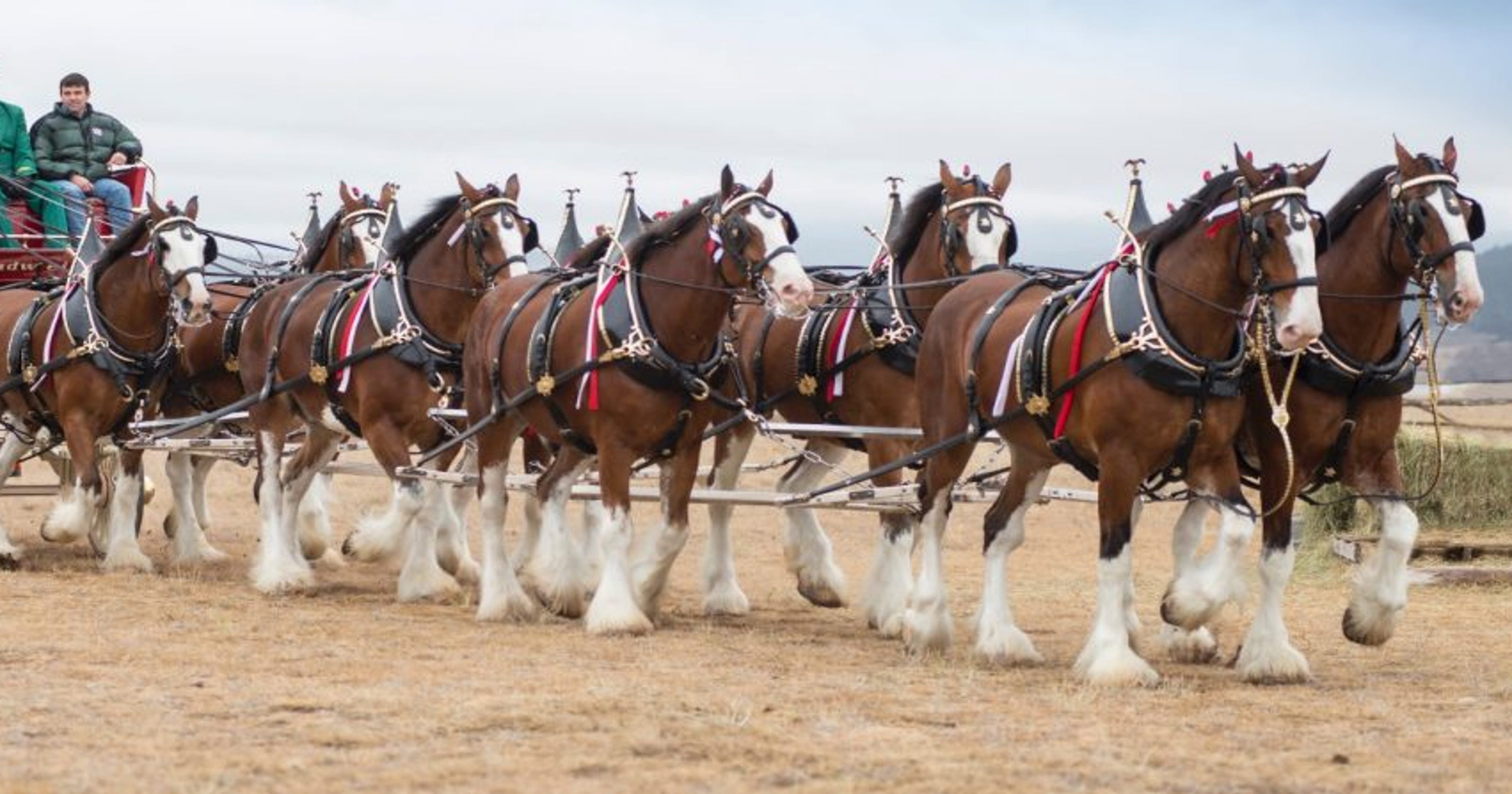 Budweiser Clydesdales
