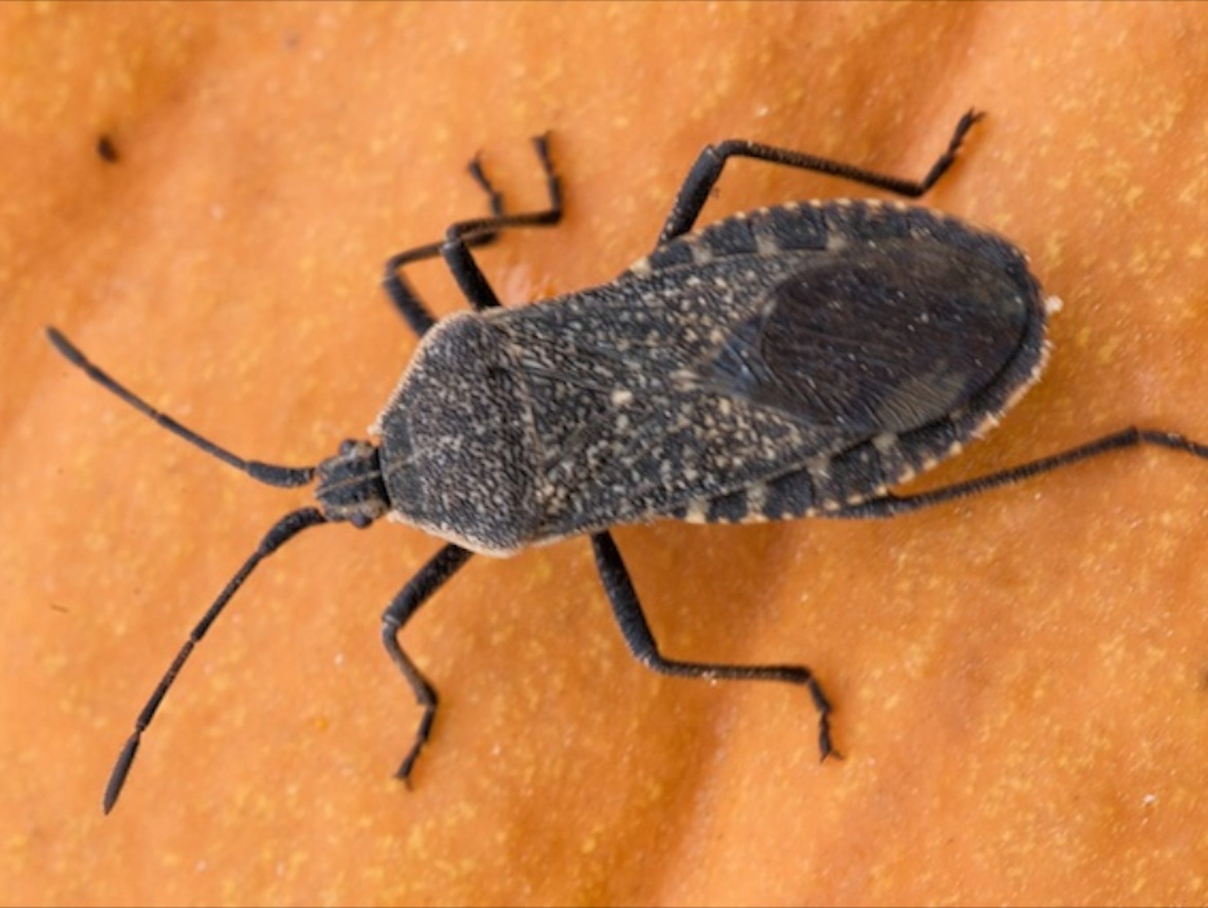 Texas has 11 types of kissing bugs and all carry deadly Chagas disease