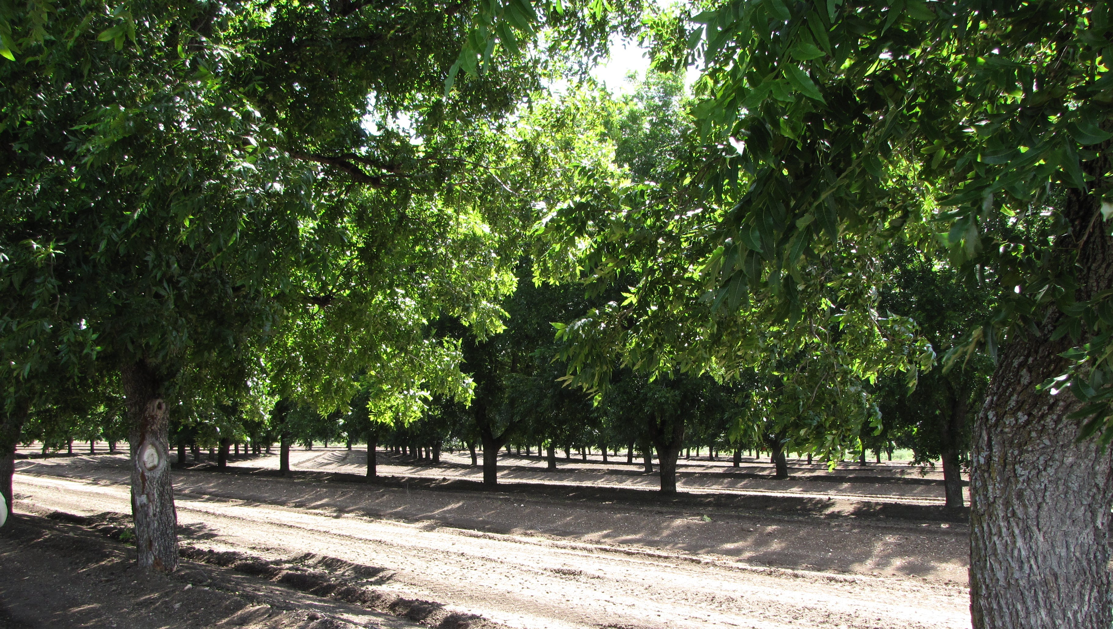 Hot weather, pests stressing West Texas pecan trees
