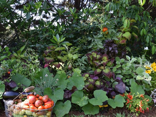 'Foodscaping' mingles vegetables with flowers for big benefits