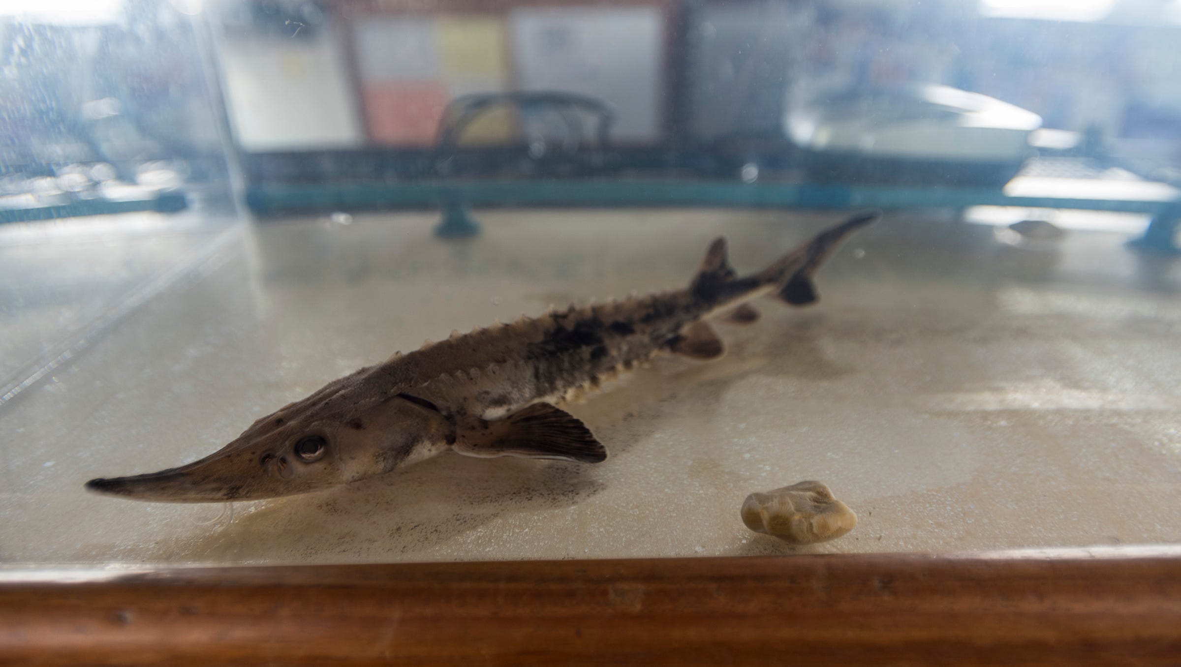 SC4 gets its own baby sturgeon to raise
