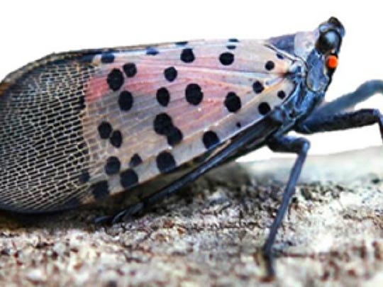 Spotted lantern fly in Pa.: What they are, what to do if you see one