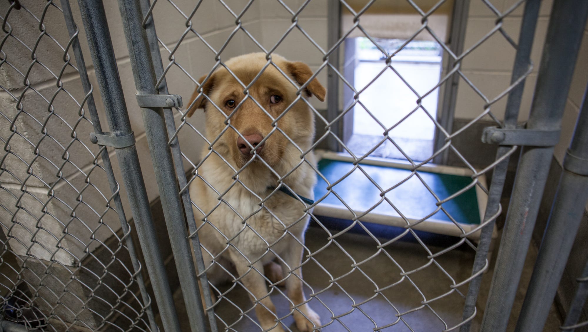 Delaware's two largest animal shelters refuse strays