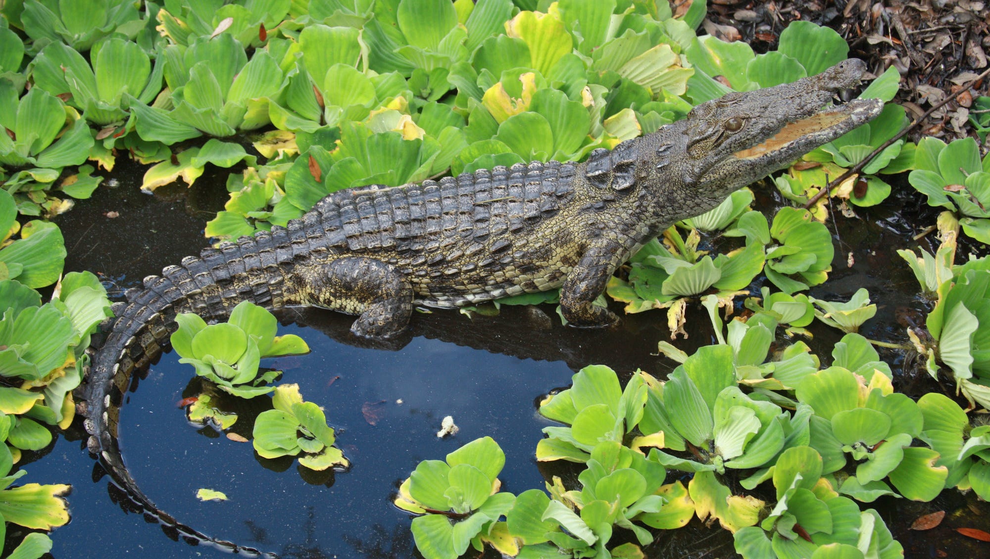 Killer Nile crocodiles in Florida? Experts say it's possible