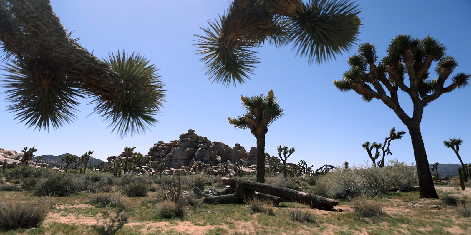 Joshua trees: Next threatened species?