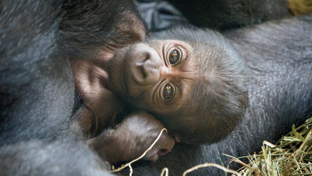 Babies born at zoos through fall 2017