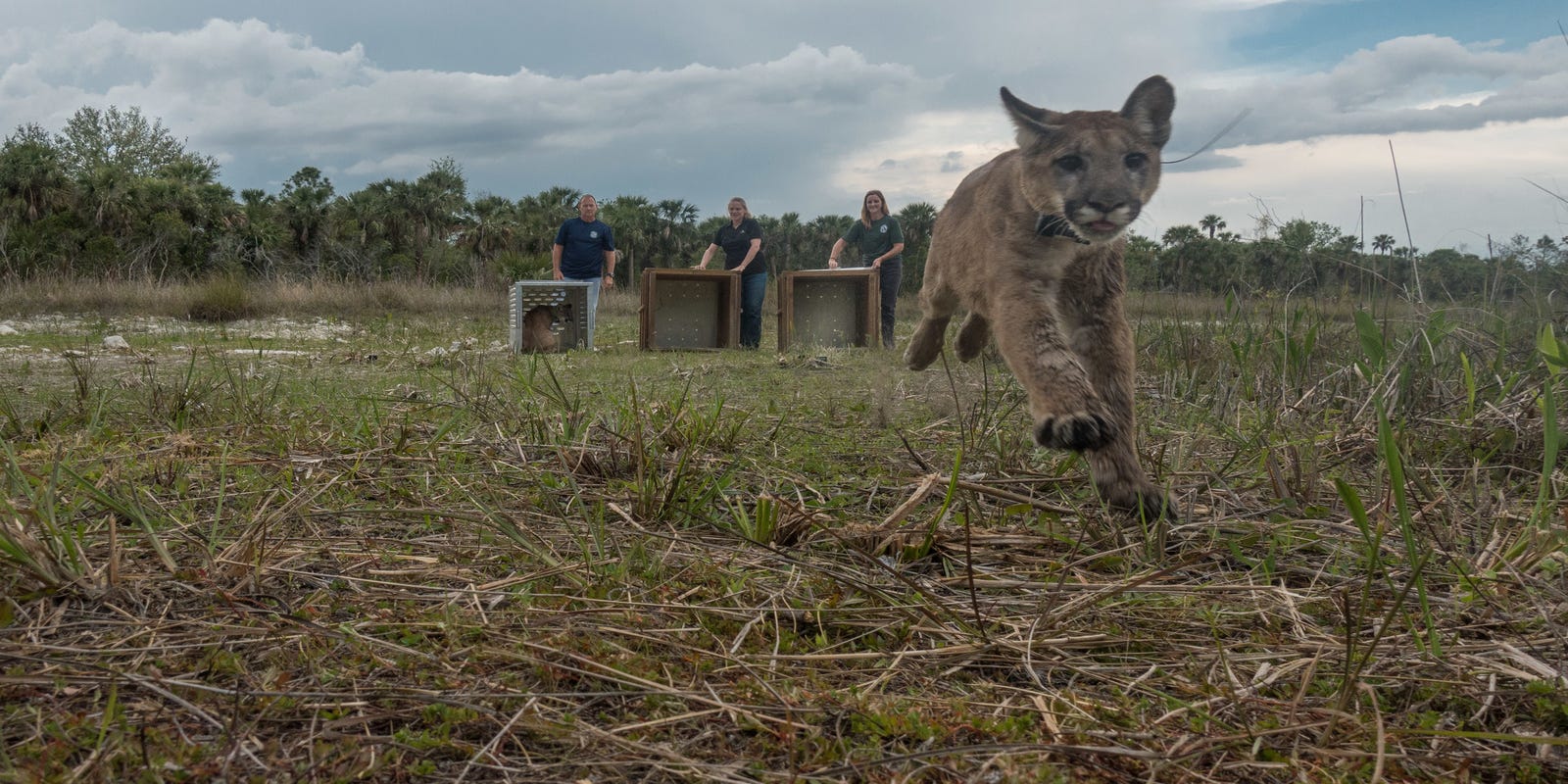 FWC finishes first panther family rescue, rehab, release; mom was hit