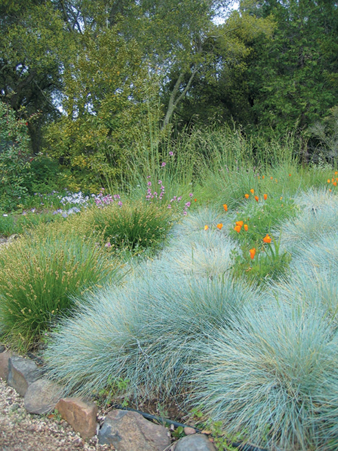 Know which fire-resistant plants are best for your garden