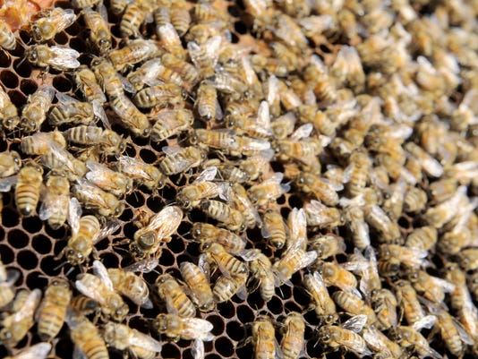 Ventura County beekeepers feel sting of Thomas Fire