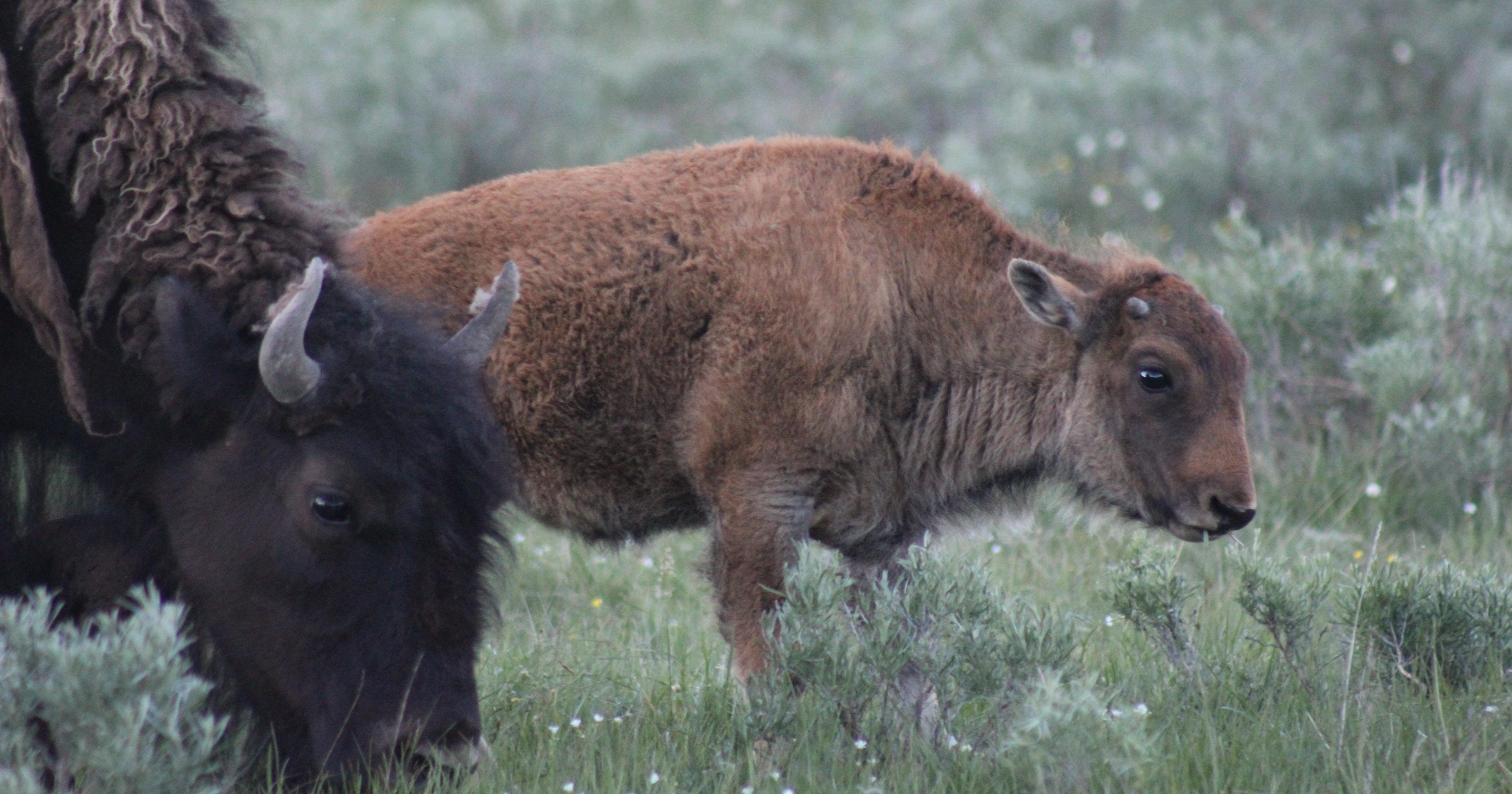 Yellowstone bison population declines 12 percent