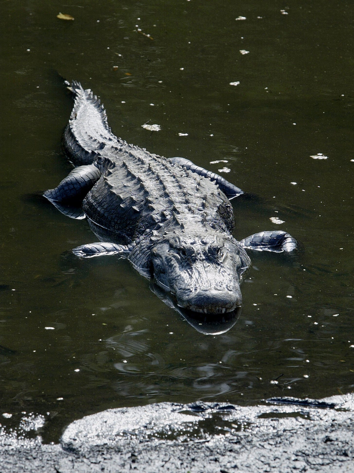 2 alligators found eating dead body in Florida