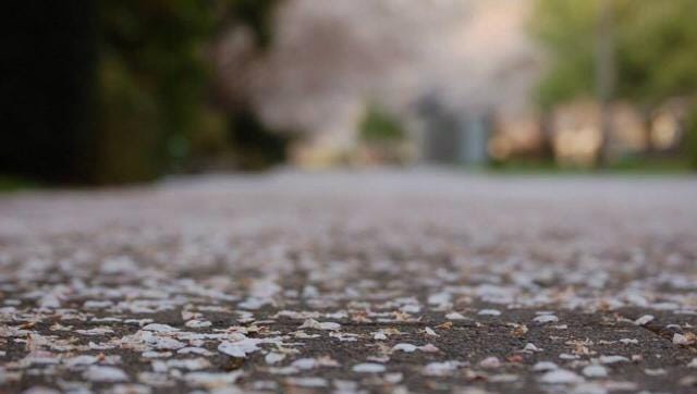 Statesman Journal readers shared their photos of the cherry blossom ...