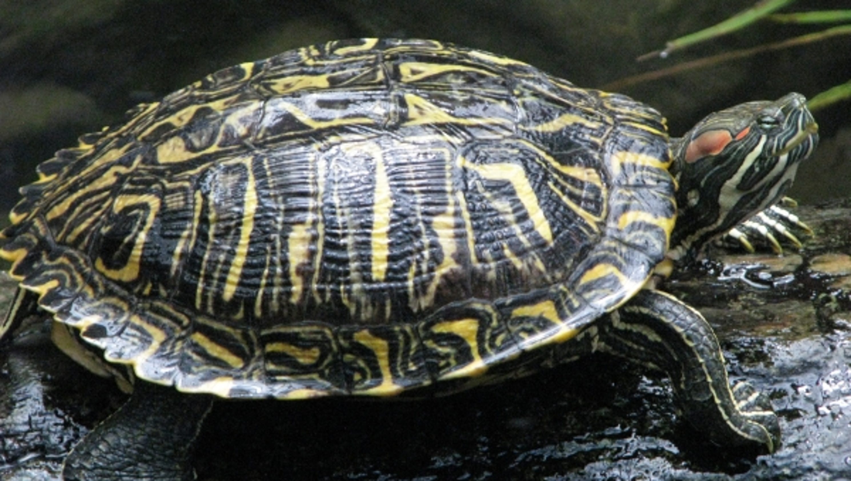 WILD ABOUT TEXAS: Red-eared sliders are almost everwhere