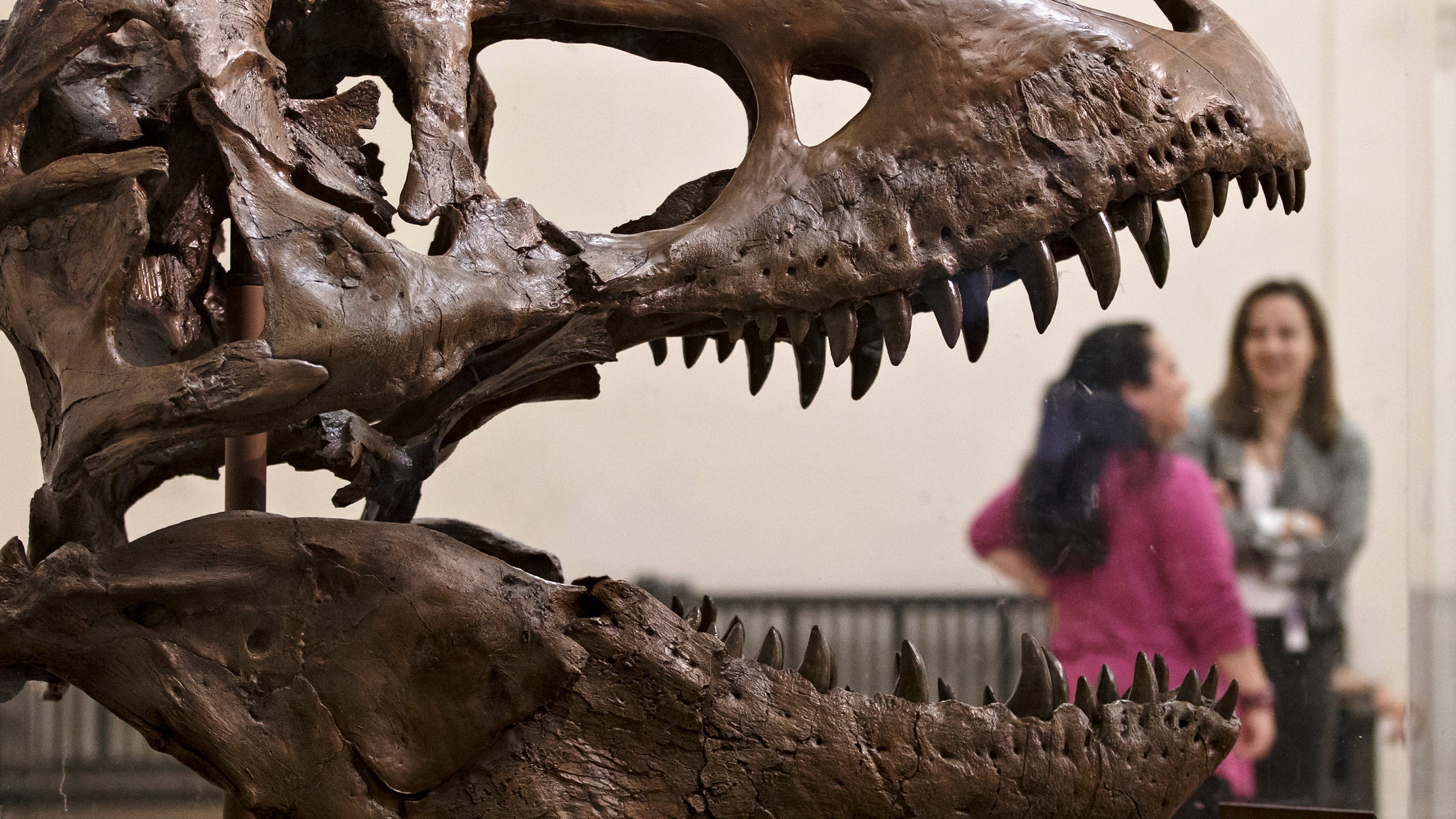 T. rex gets new home in Smithsonian dinosaur hall