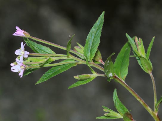 Weed with small purple flowers - americannet