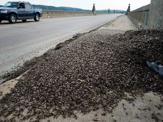 Spotted lantern fly in Pa.: What they are, what to do if you see one