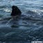 Katharine the great white shark tops 10,000 miles