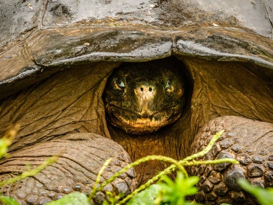 Climate change: These kids are hoping to save Galapagos tortoises